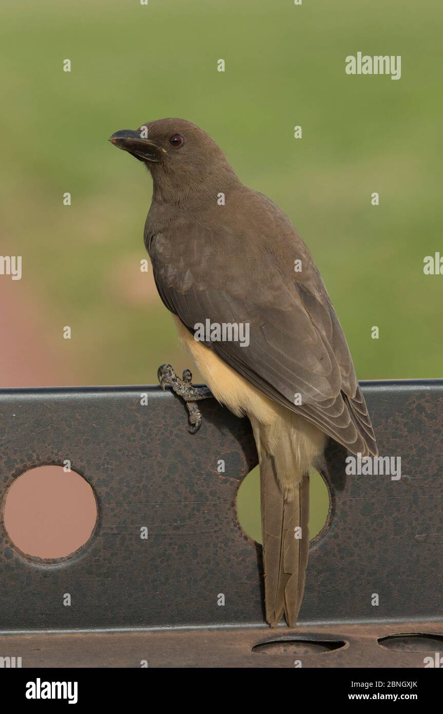 Yellow-billed oxpecker (Buphagus africanus) female perched on vehicle ...