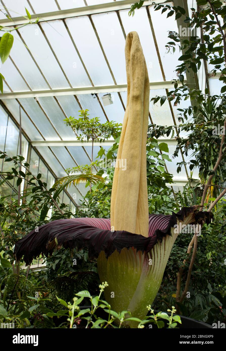 Titan arum (Amorphophallus titanum), in flower, cultivated specimen in ...