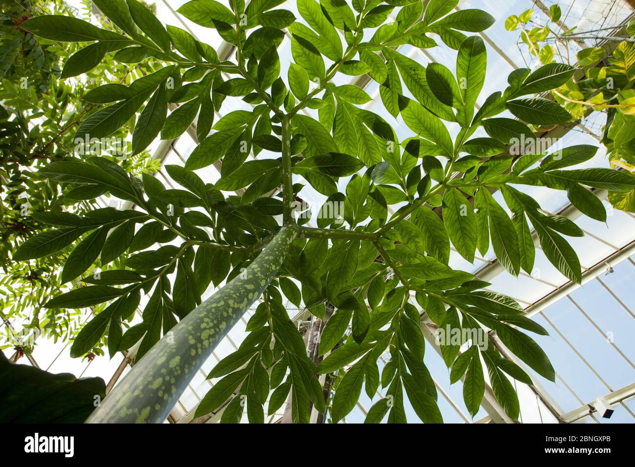 Titan arum (Amorphophallus titanum) plant. Once the main flower dies ...
