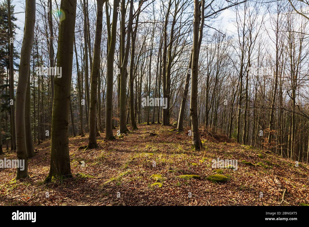 Forest path in beech trees with cloud sky. Czech landscape Stock Photo ...