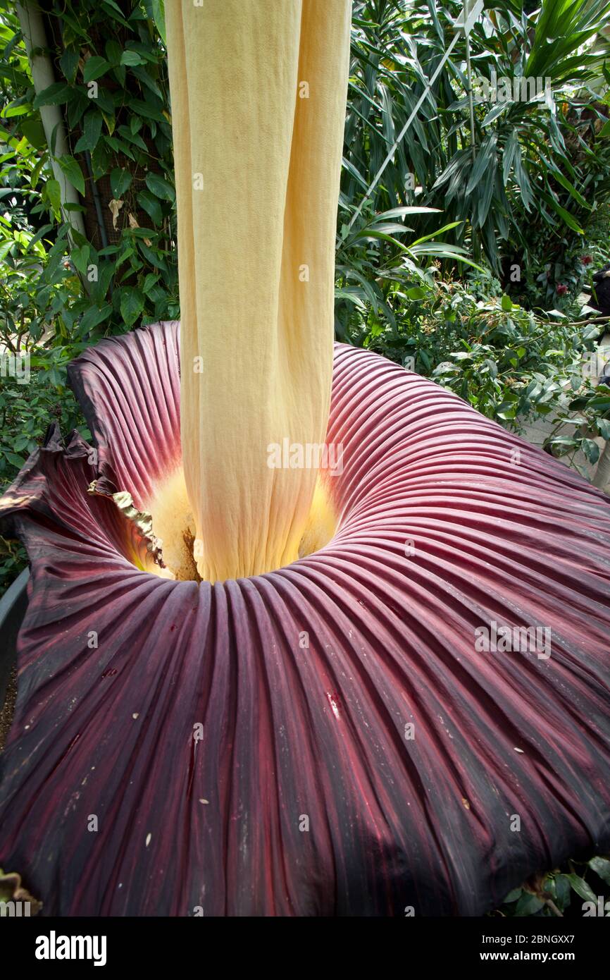Amorphophallus titanum in flower at kew gardens hi-res stock ...
