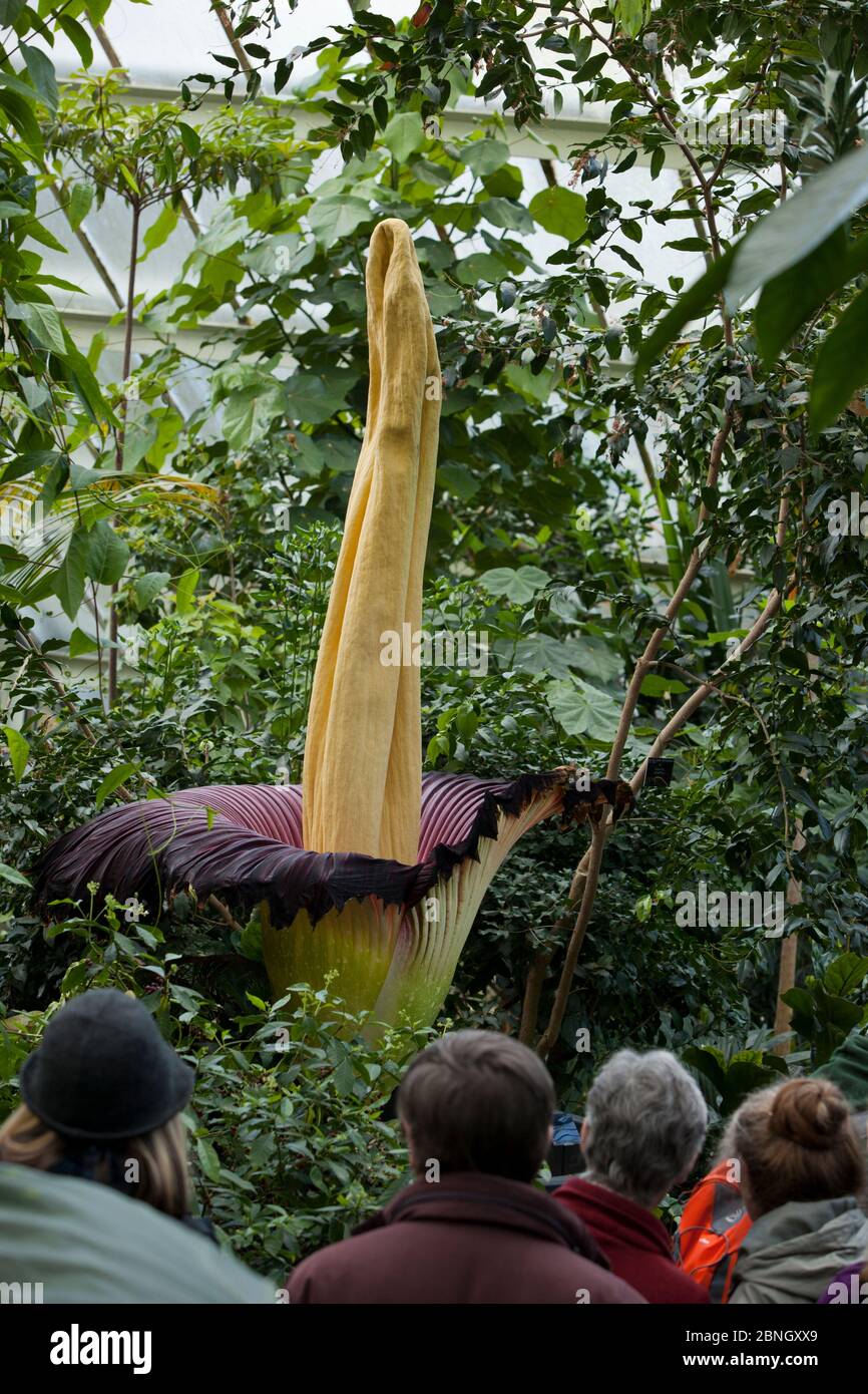 Amorphophallus Titanum Bulb