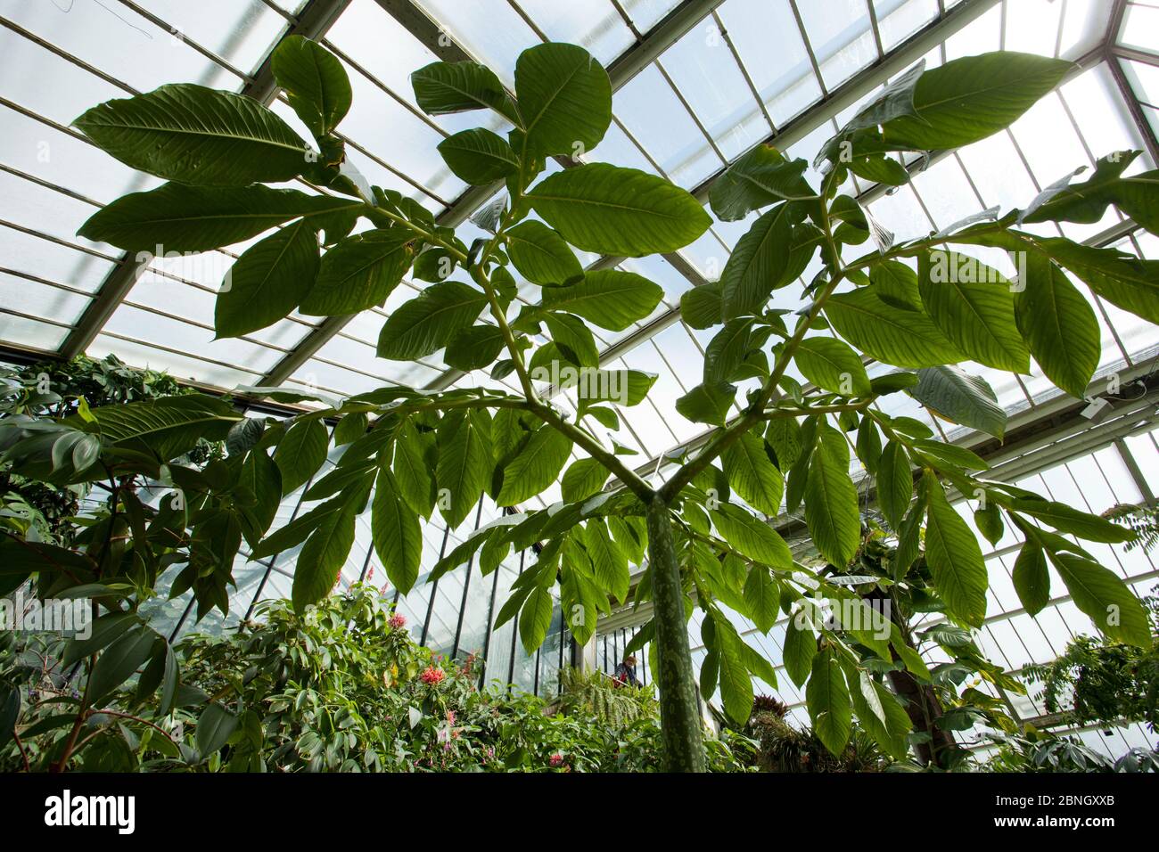 Titan arum plant hi-res stock photography and images - Alamy