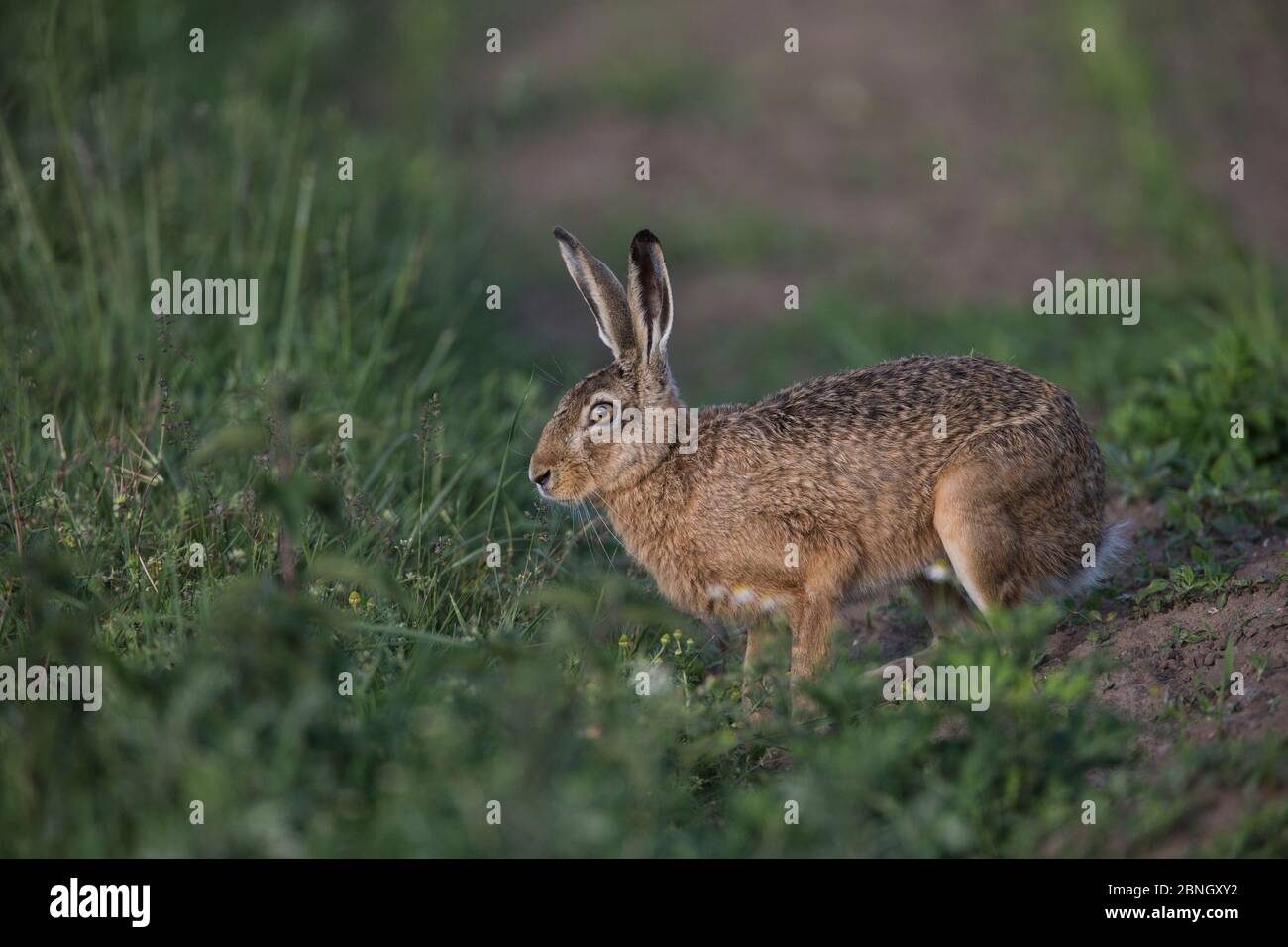 European hare (Lepus europaeus) Brandenburg, Germany, May Stock Photo ...