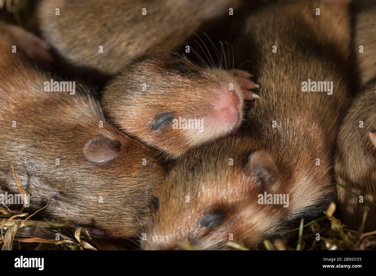 European hamster (Cricetus cricetus) pups age 11 days, captive Stock ...