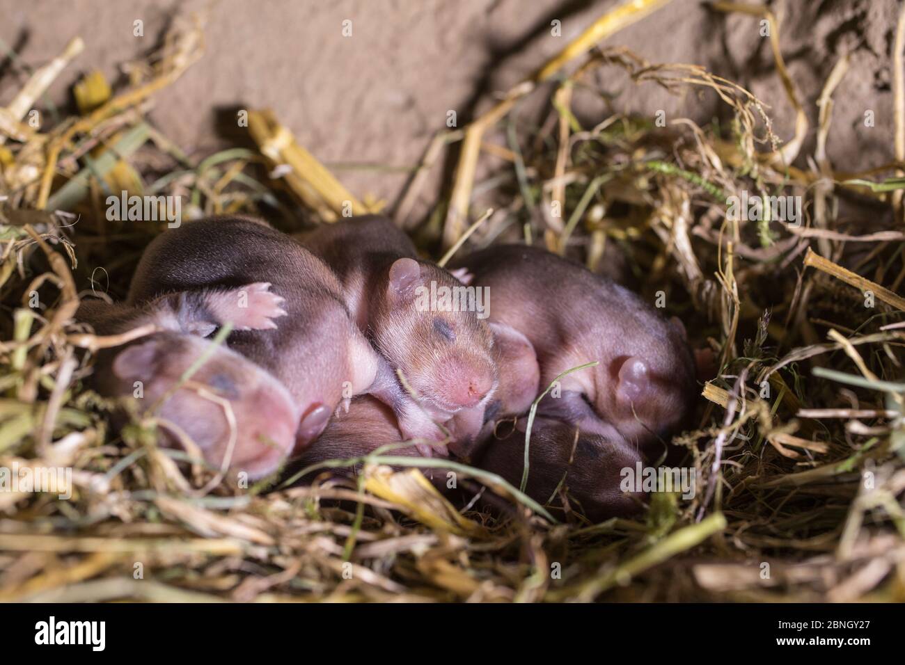 European hamster (Cricetus cricetus) pups age six days, captive Stock ...