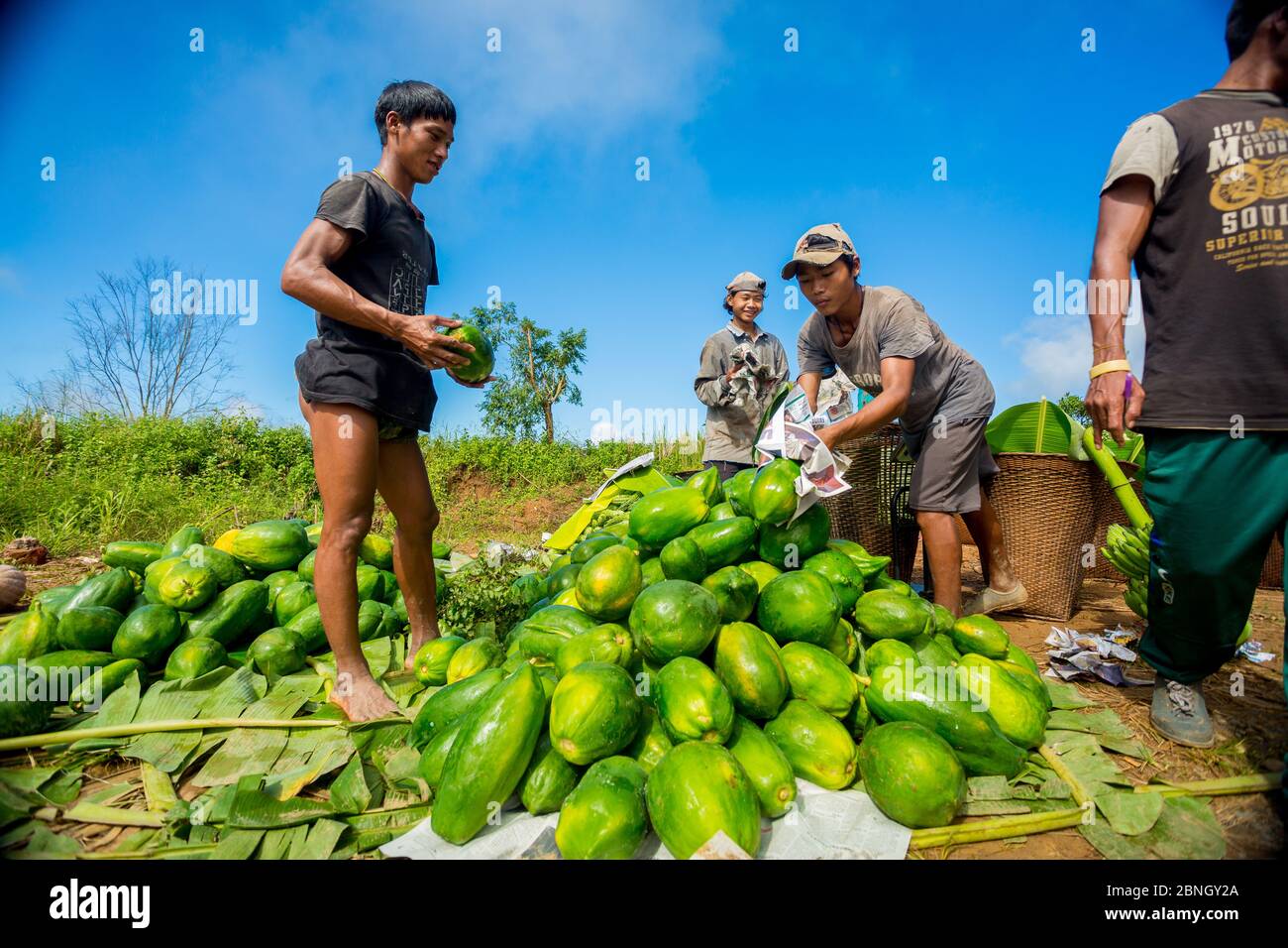 Bangladesh – October 12, 2019: The hill tribal laborers are storing ...