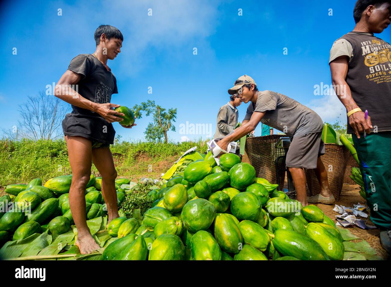 Vegetable harvest laborers hi-res stock photography and images - Alamy