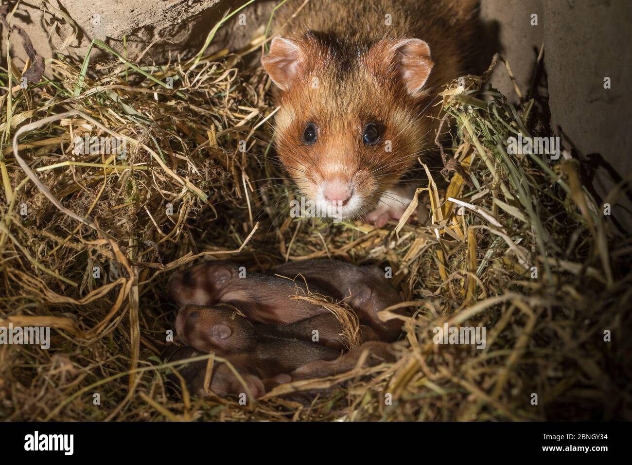 European hamster (Cricetus cricetus) female with pups age six days ...