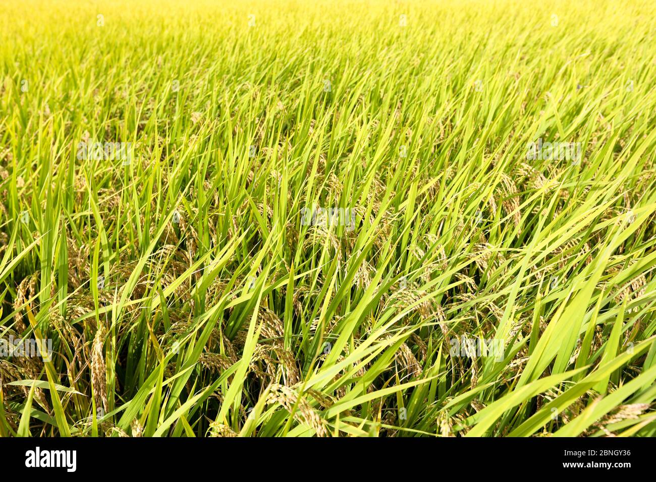 Rice field closeup on summer day Stock Photo - Alamy