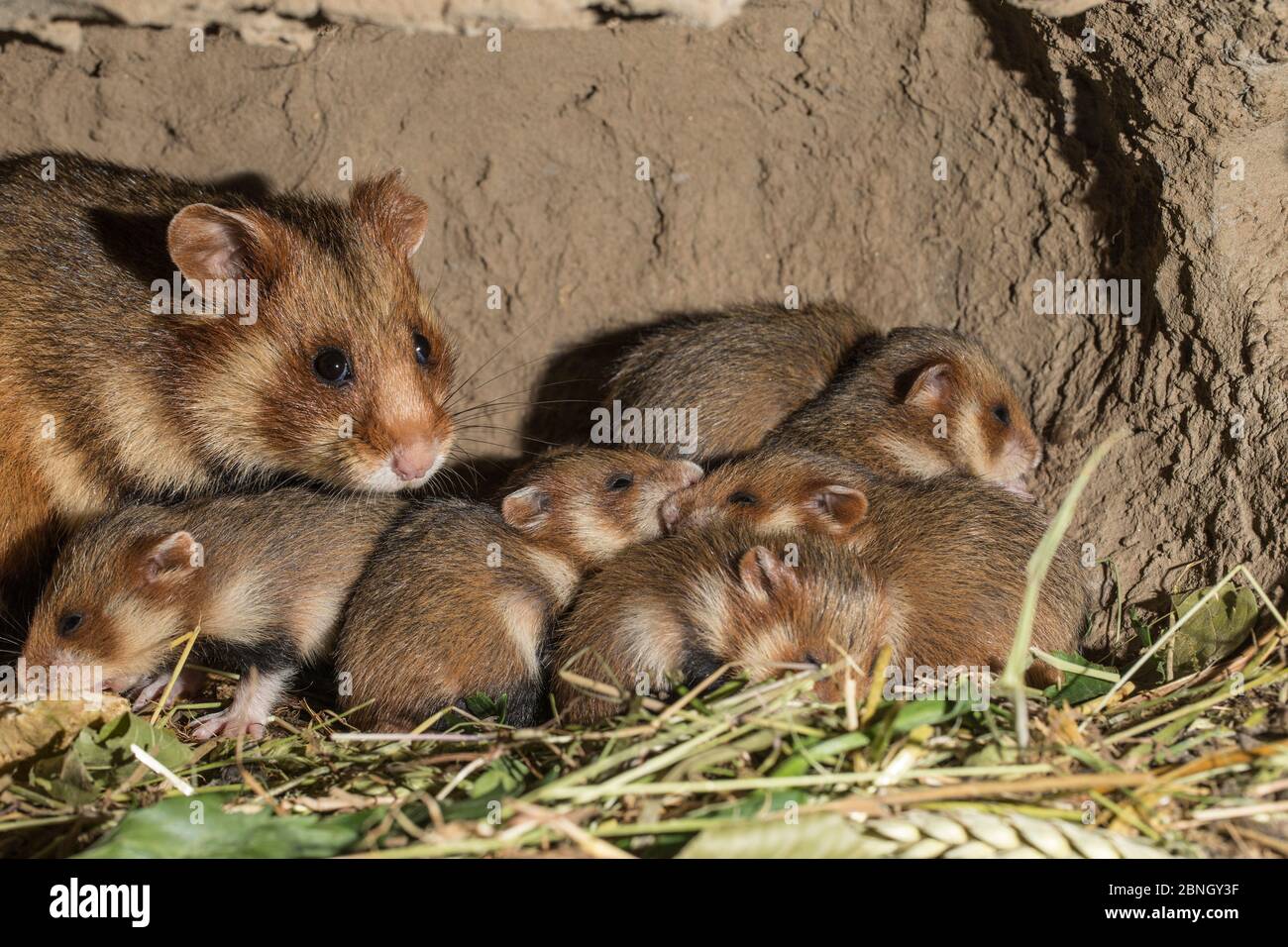 European hamster (Cricetus cricetus) adult female in burrow with young ...