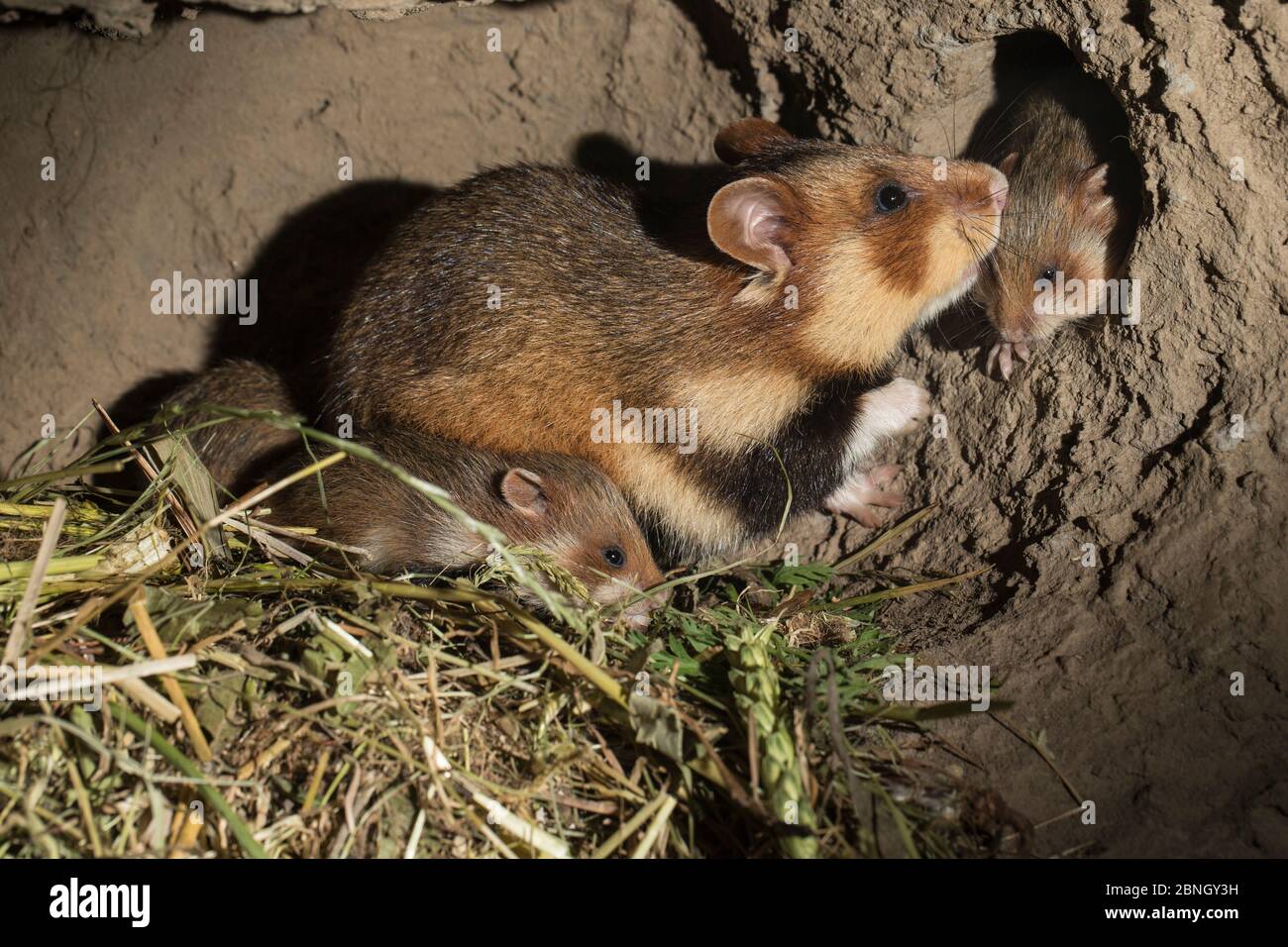 Female burrows hi-res stock photography and images - Alamy