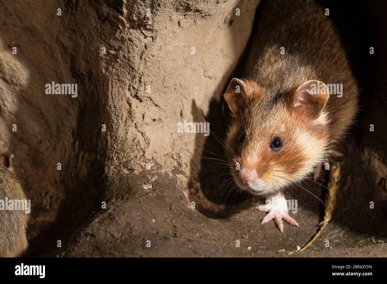 Female burrows hi-res stock photography and images - Alamy