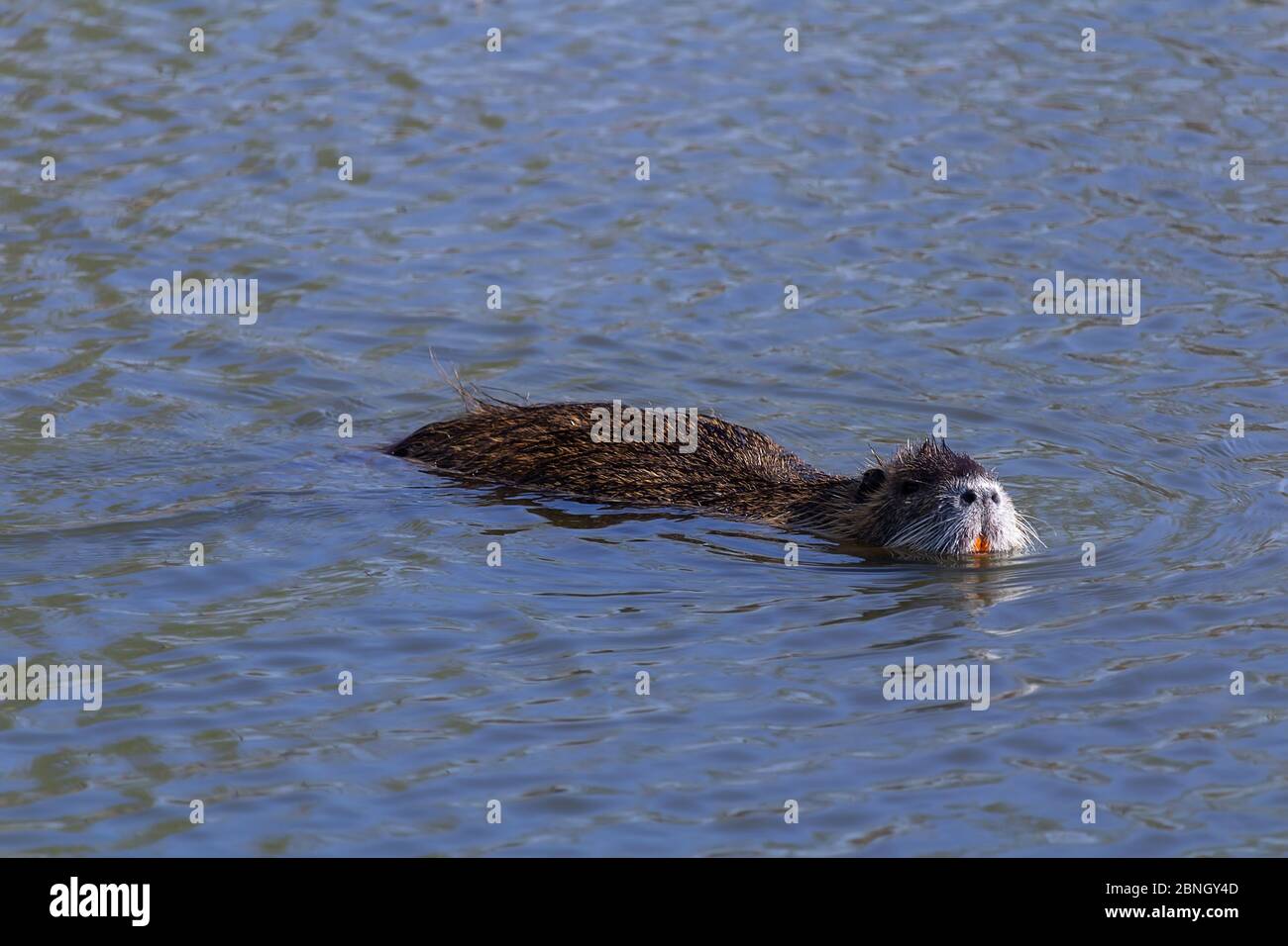 Portrait of nutria swim on pond front view Stock Photo - Alamy