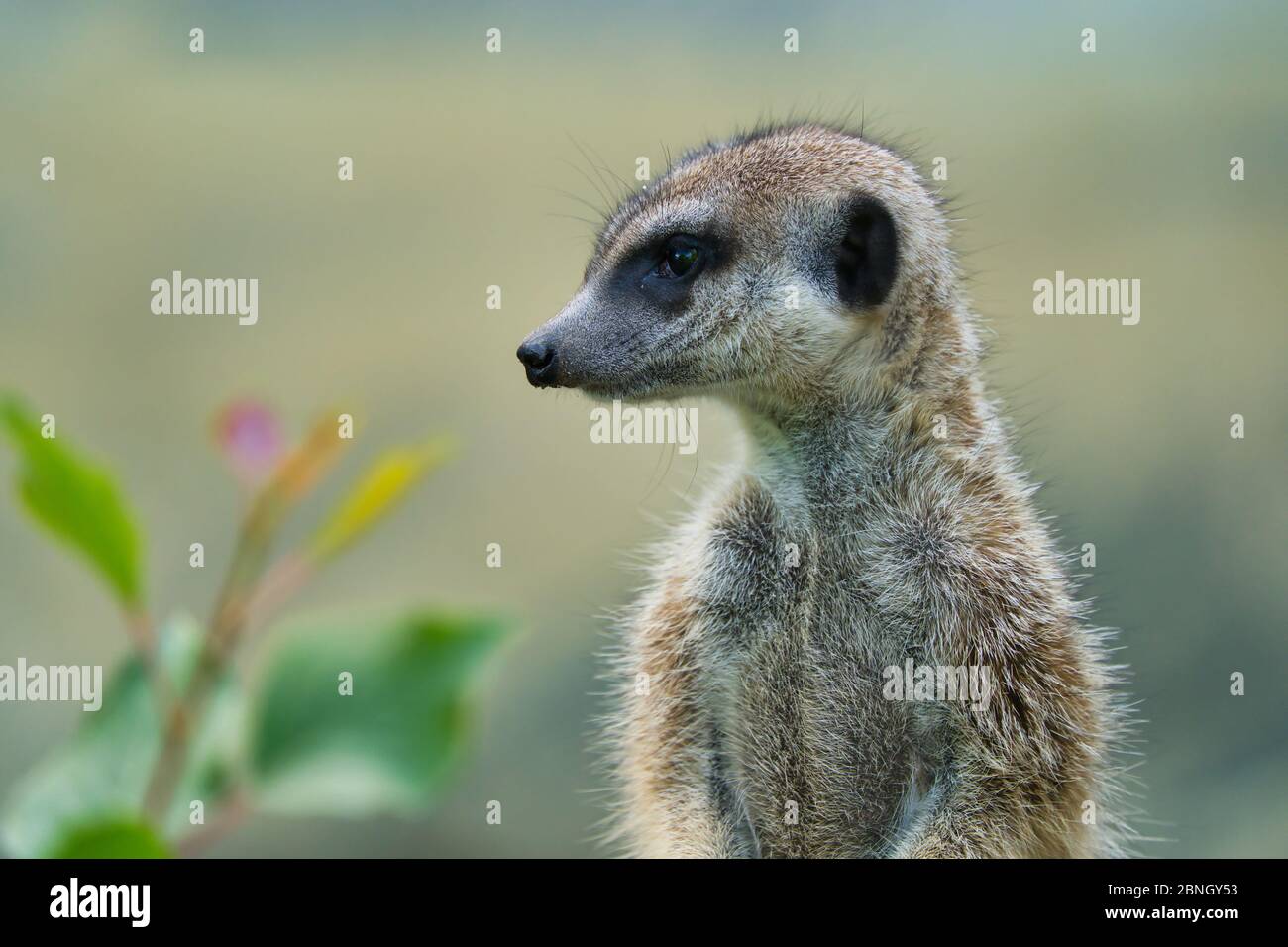 Cute suricate portrait Stock Photo - Alamy