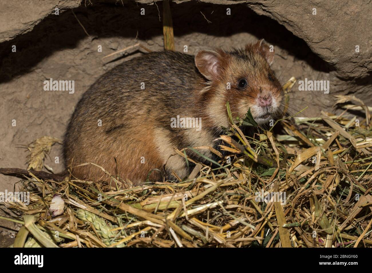 European hamster (Cricetus cricetus) male, in burrow, captive Stock ...