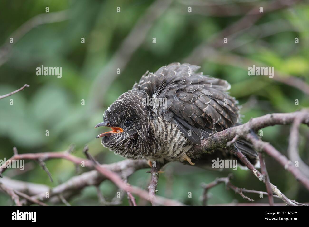 Baby cuckoo birds hi-res stock photography and images - Alamy