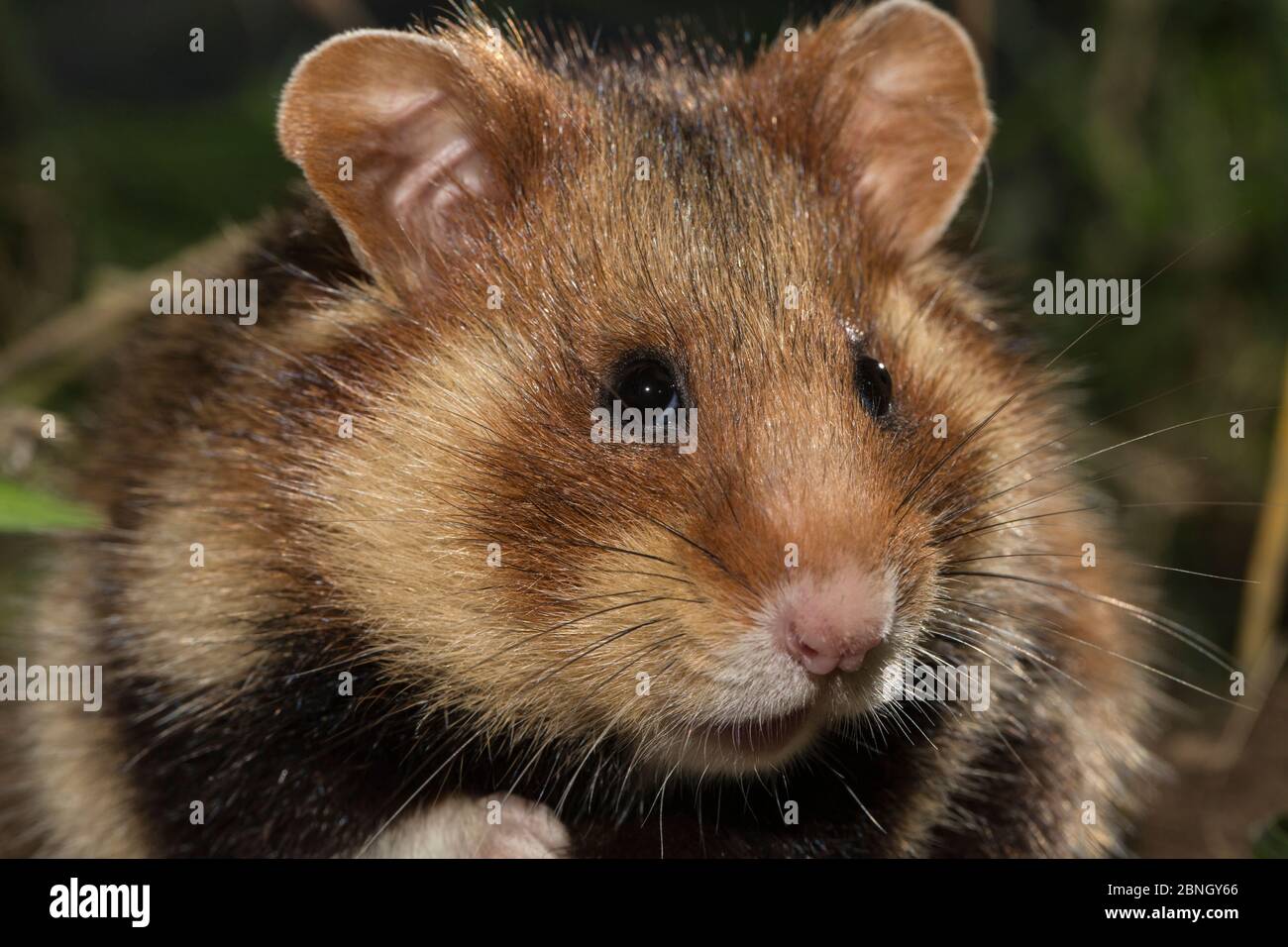 European hamster cricetus cricetus hi-res stock photography and images ...