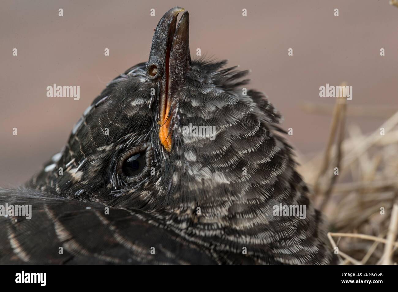 Baby cuckoo birds hi-res stock photography and images - Alamy