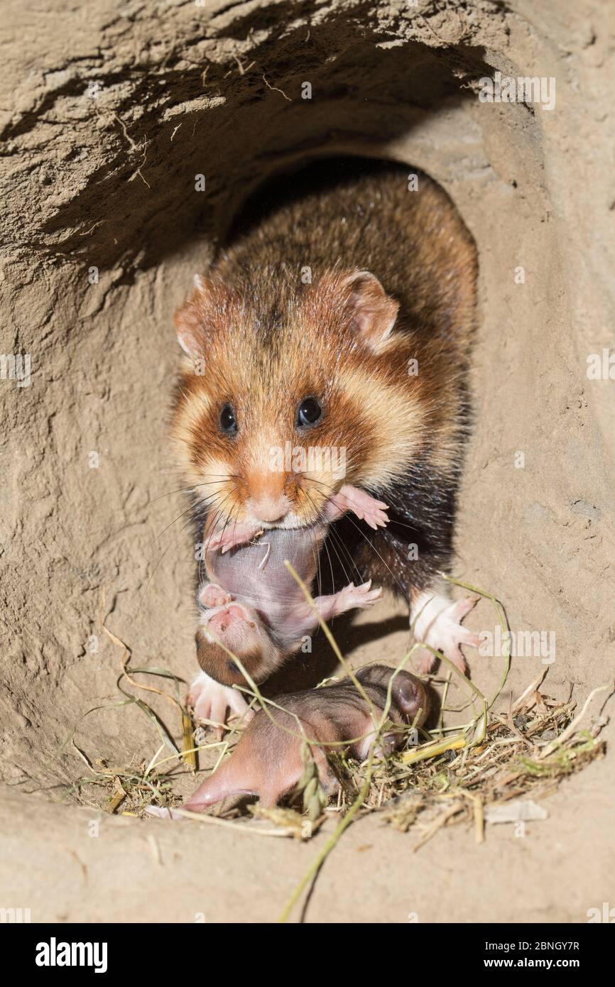 European hamster (Cricetus cricetus) female with its babies age 7 days ...