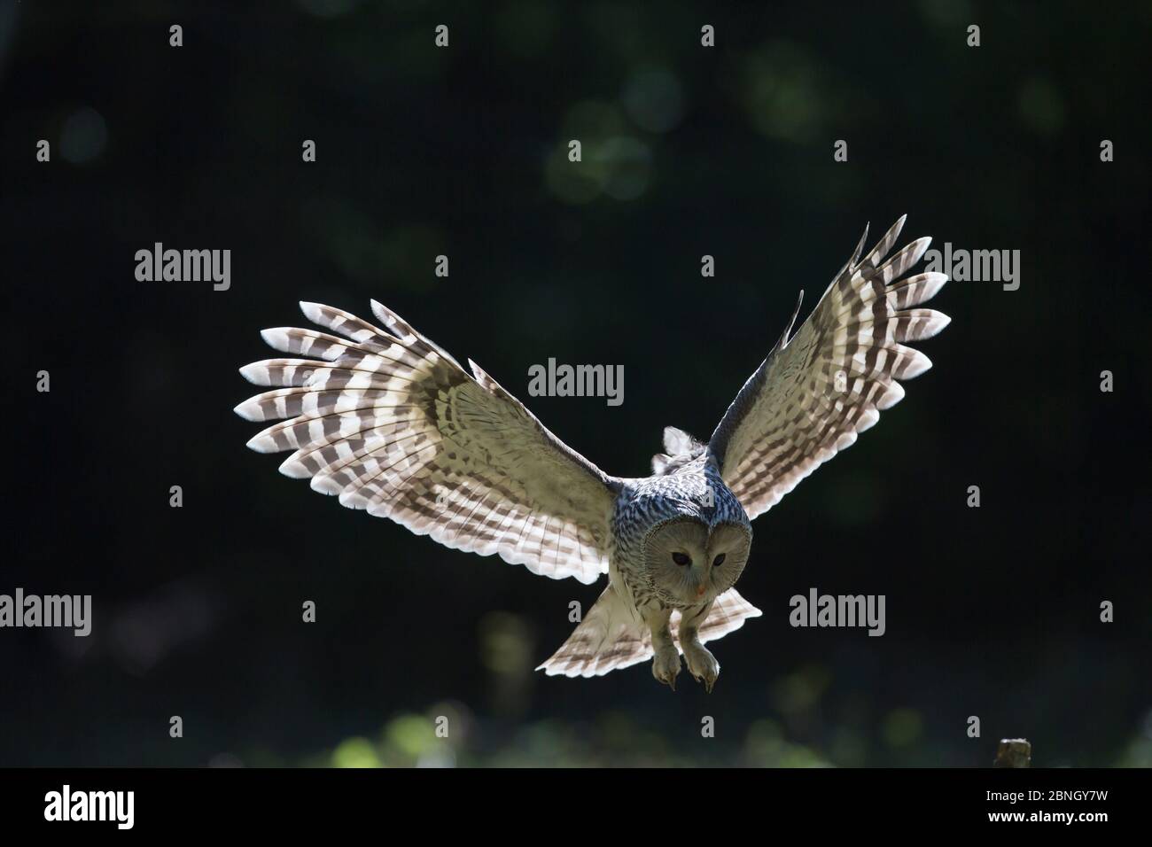 Ural owl (Strix uralensis), flying, Bavarian Forest National Park ...