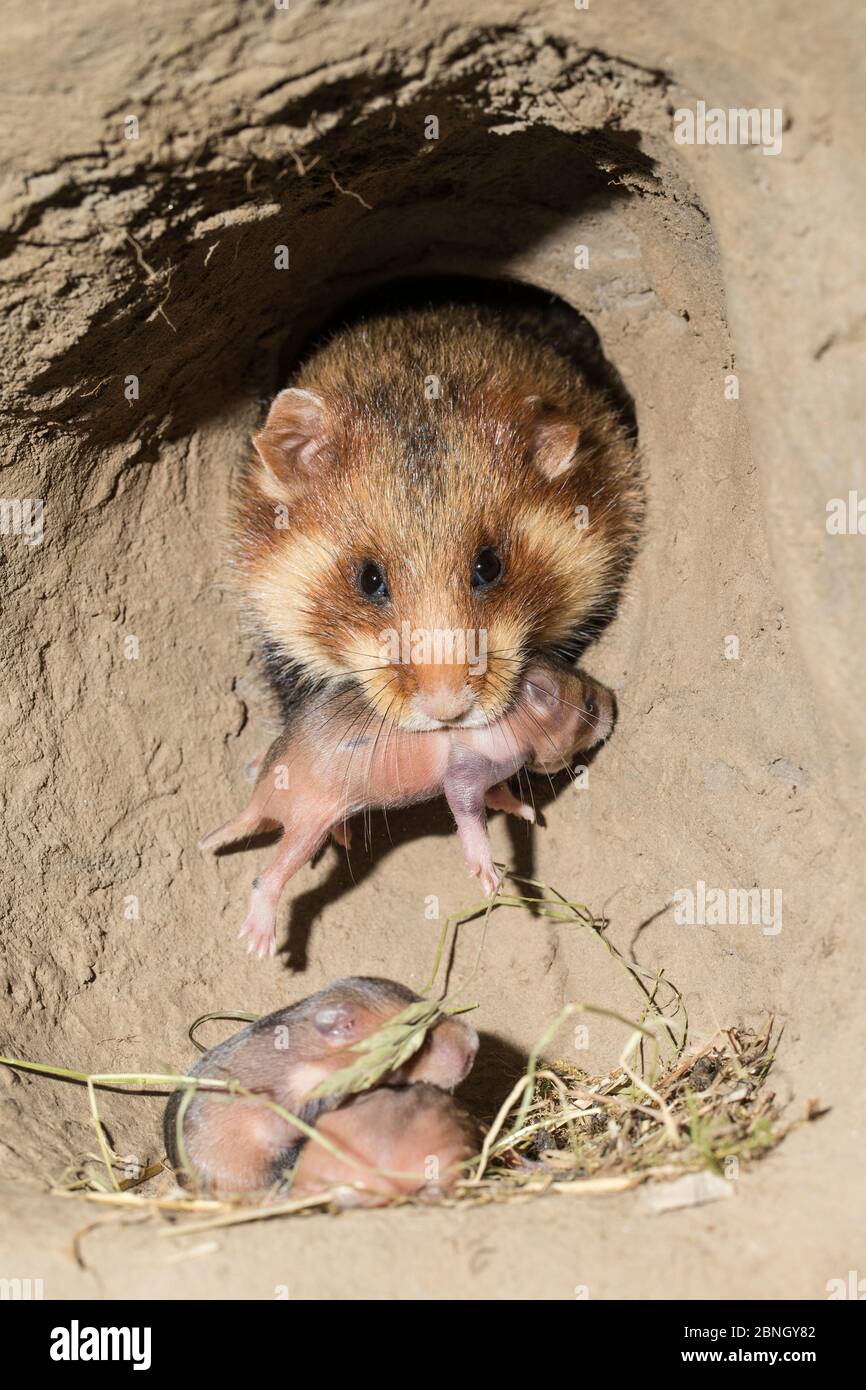 European hamster (Cricetus cricetus) female carrying a baby, age 7 days ...