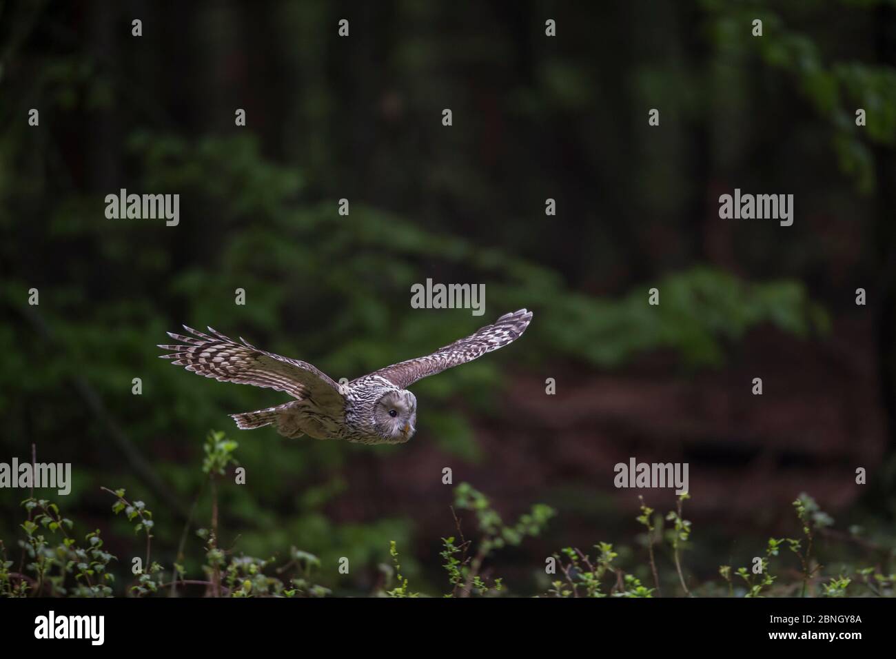 Ural owl (Strix uralensis), flying, Bavarian Forest National Park ...