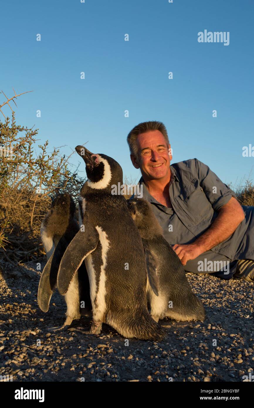 Presenter Nigel Marven with Magellanic Penguins, (Spheniscus ...