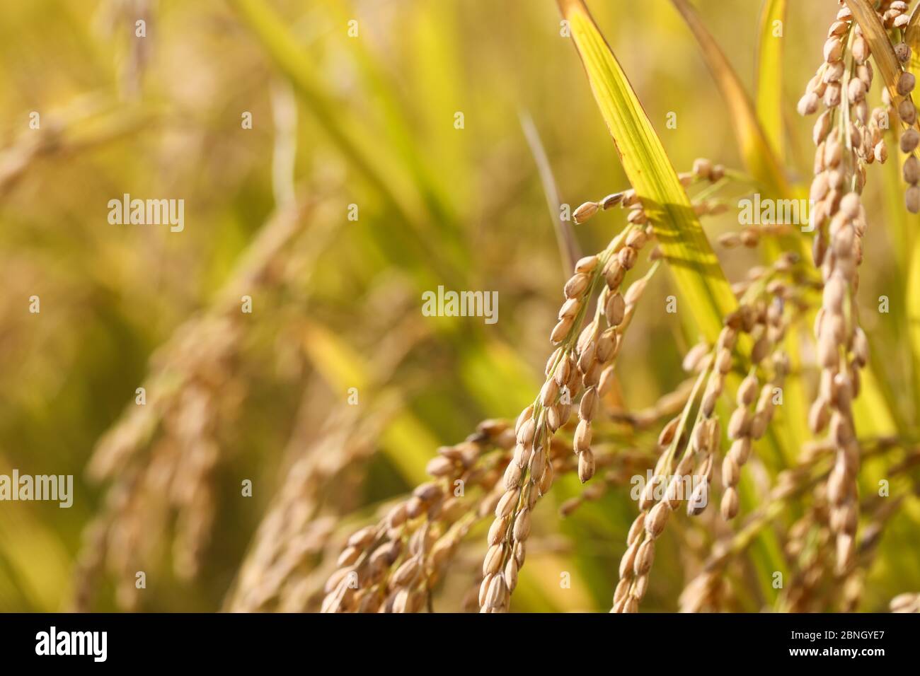 Ripe paddy plants hi-res stock photography and images - Alamy