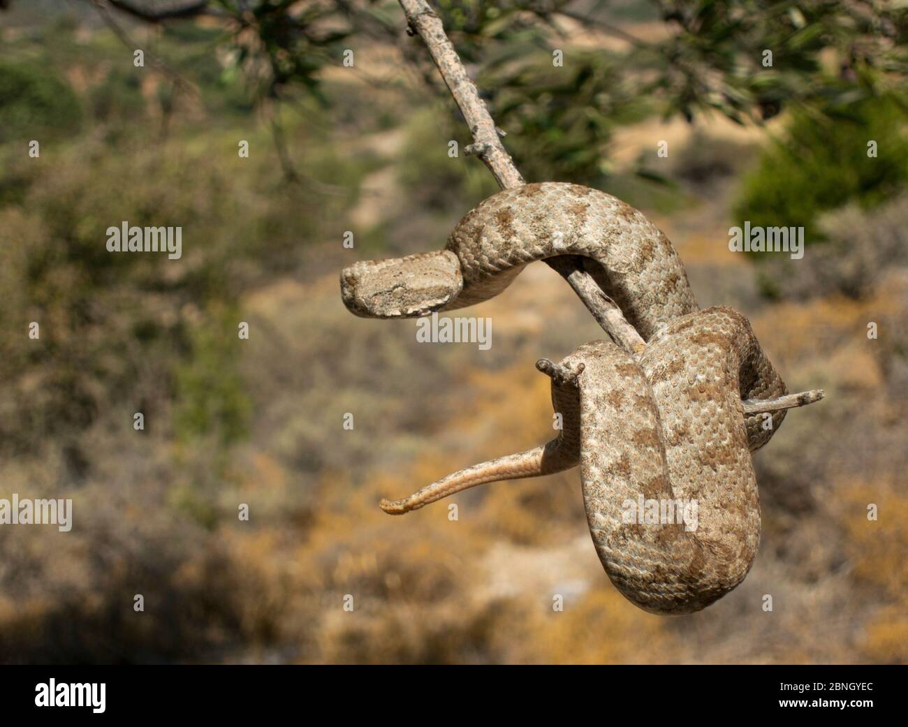Venomous snakes of greece hi-res stock photography and images - Alamy