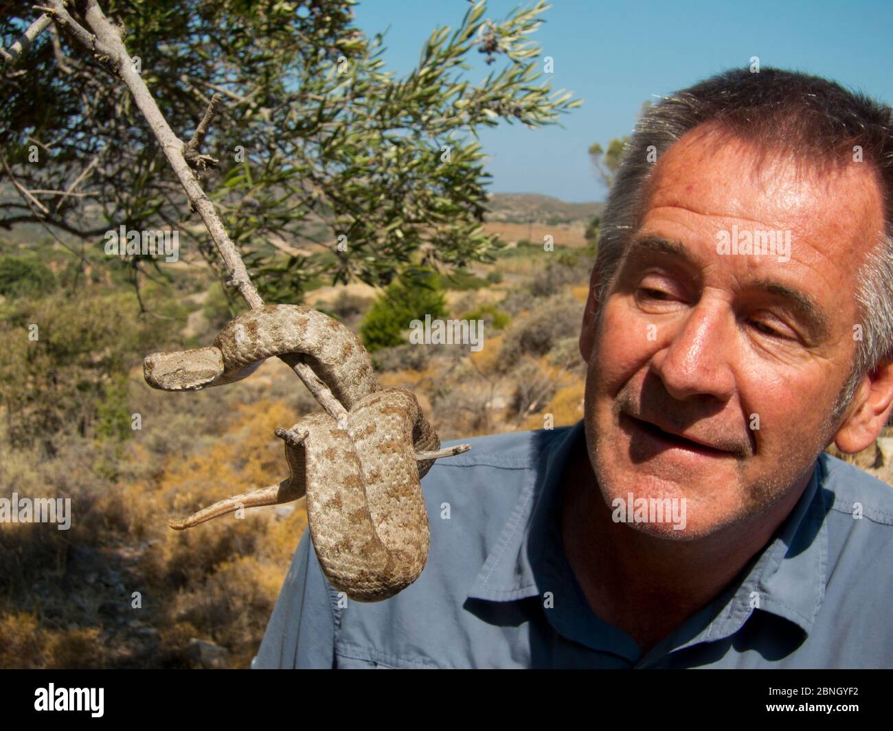 Venomous snakes of greece hi-res stock photography and images - Alamy