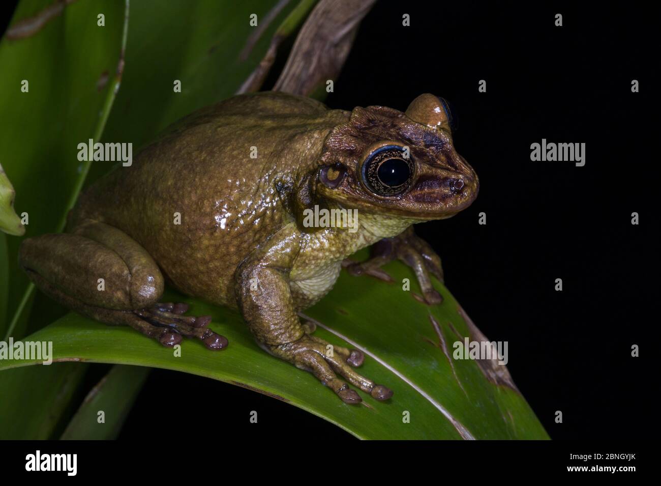 Jordan's casque-headed tree frog (Trachycephalus jordani)captive ...