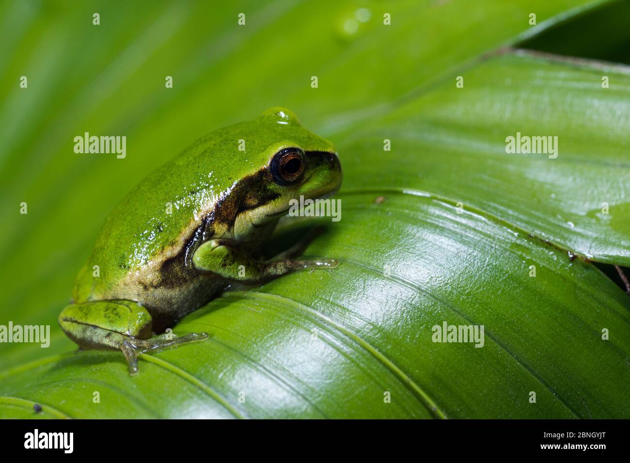 Andean marsupial tree frog hi-res stock photography and images - Alamy