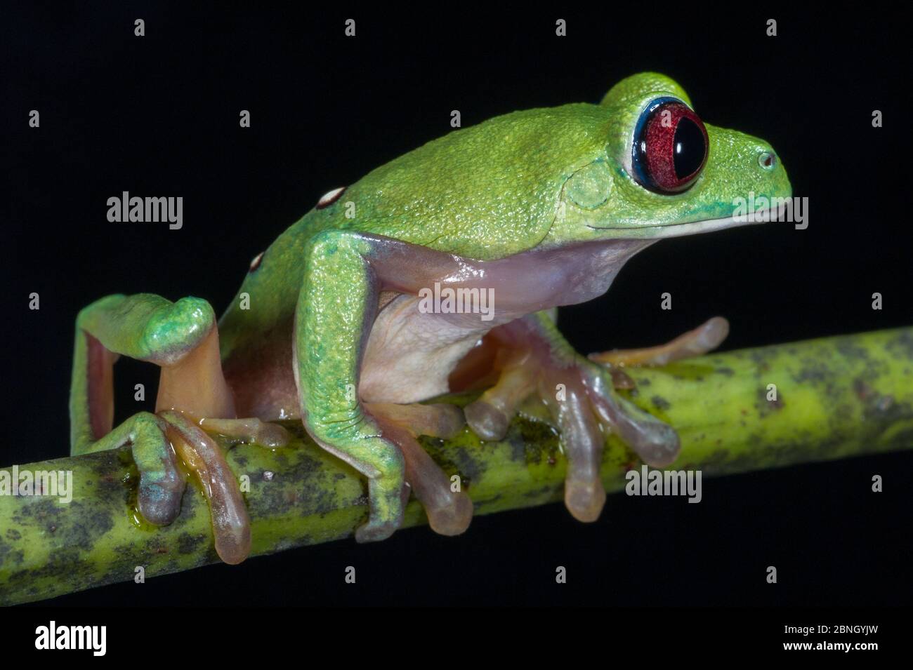 Gliding leaf frog (Agalychnis spurrelli) captive, occurs in Colombia ...