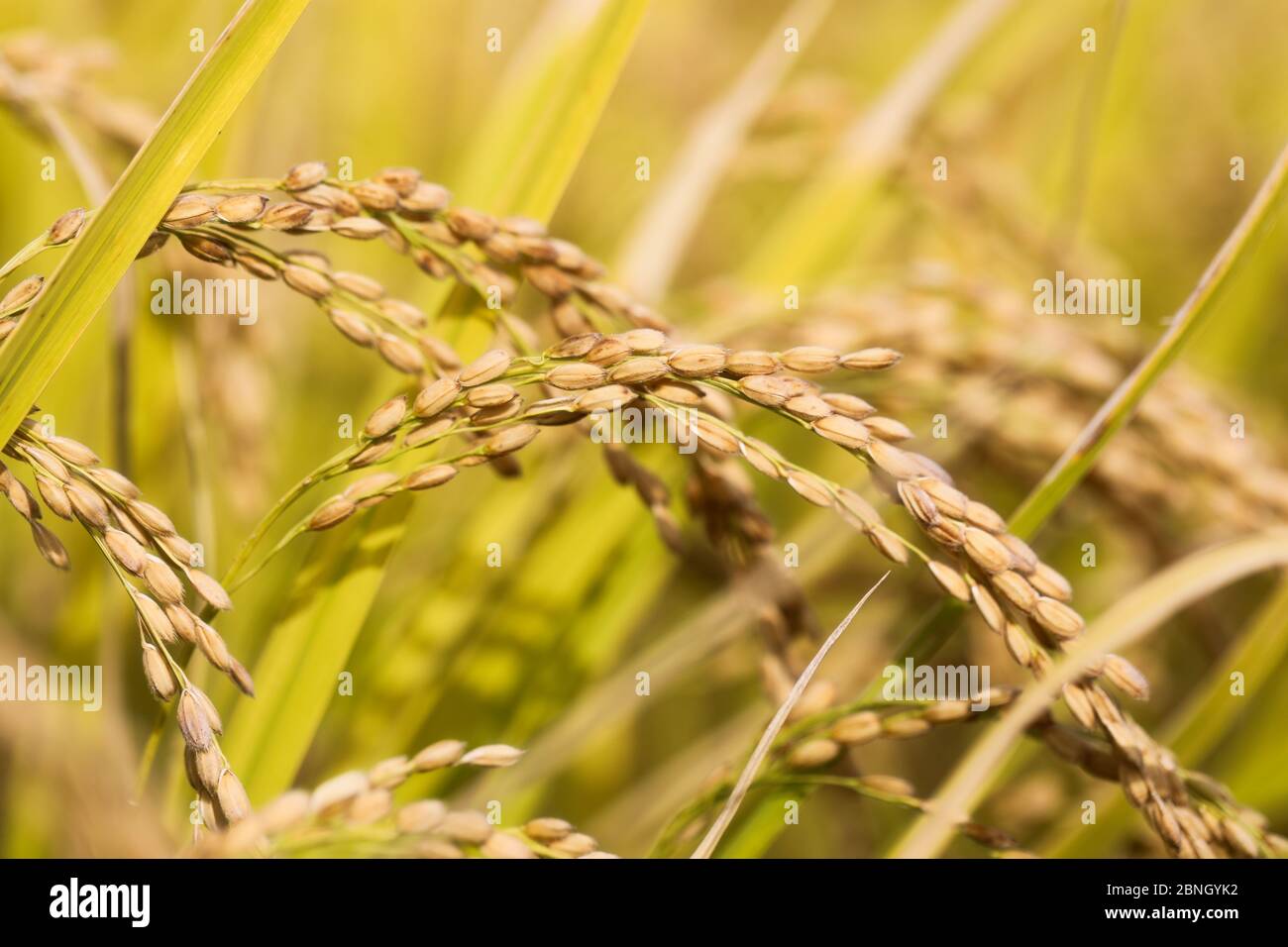 Ripe paddy plants hi-res stock photography and images - Alamy