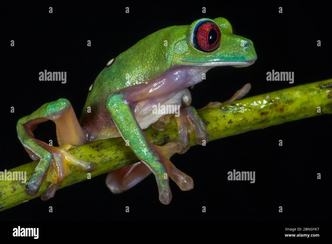 Gliding leaf frog (Agalychnis spurrelli) captive, occurs in Colombia ...