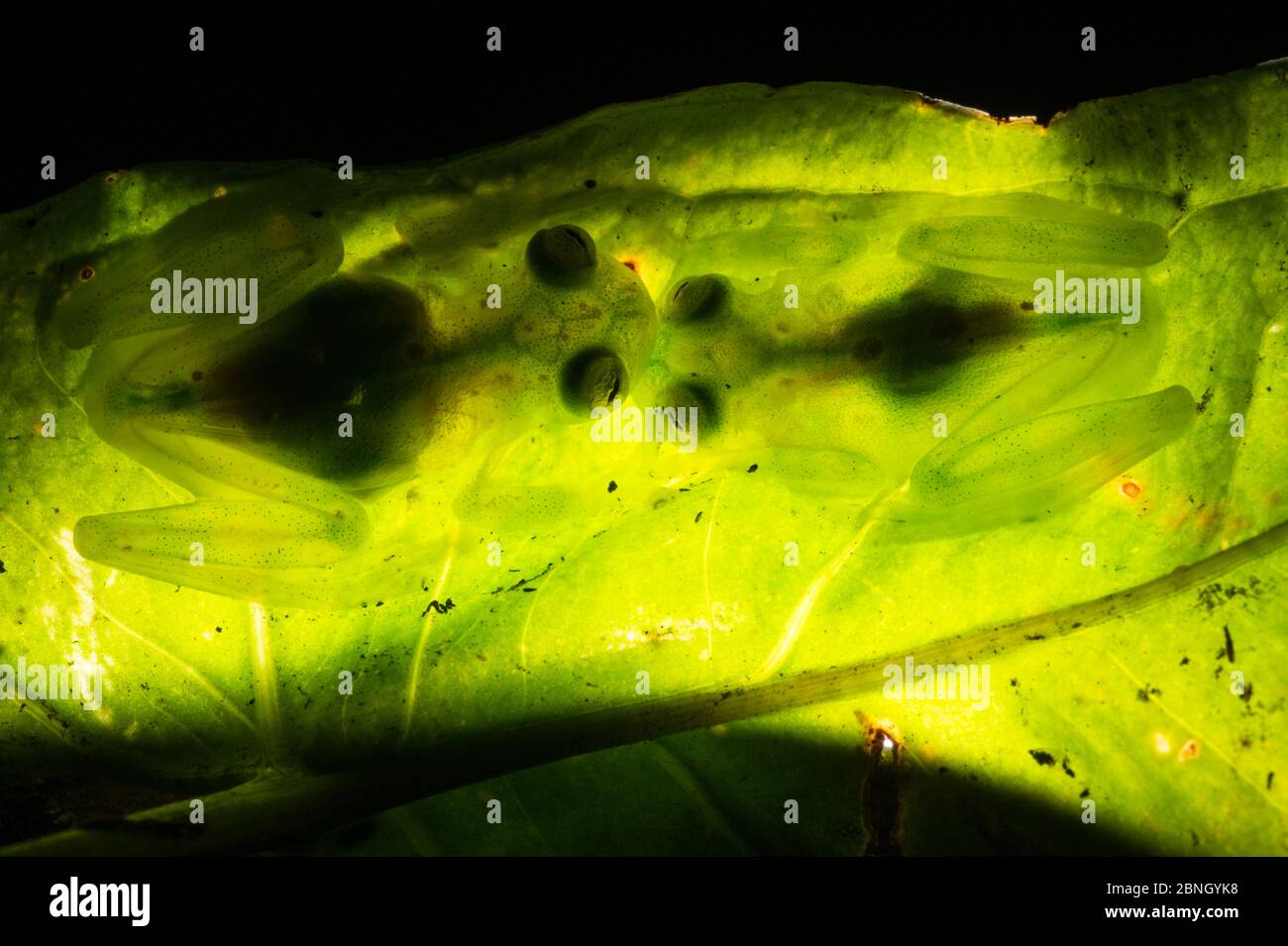 Glass frogs (Hyalinobatrachium aureoguttatum) two backlit on leaf ...