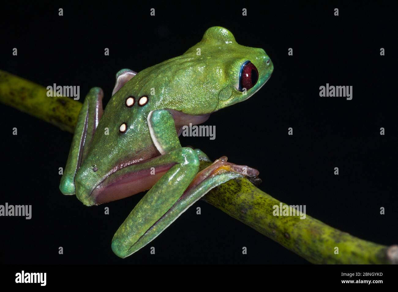 Agalychnis spurrelli hi-res stock photography and images - Alamy