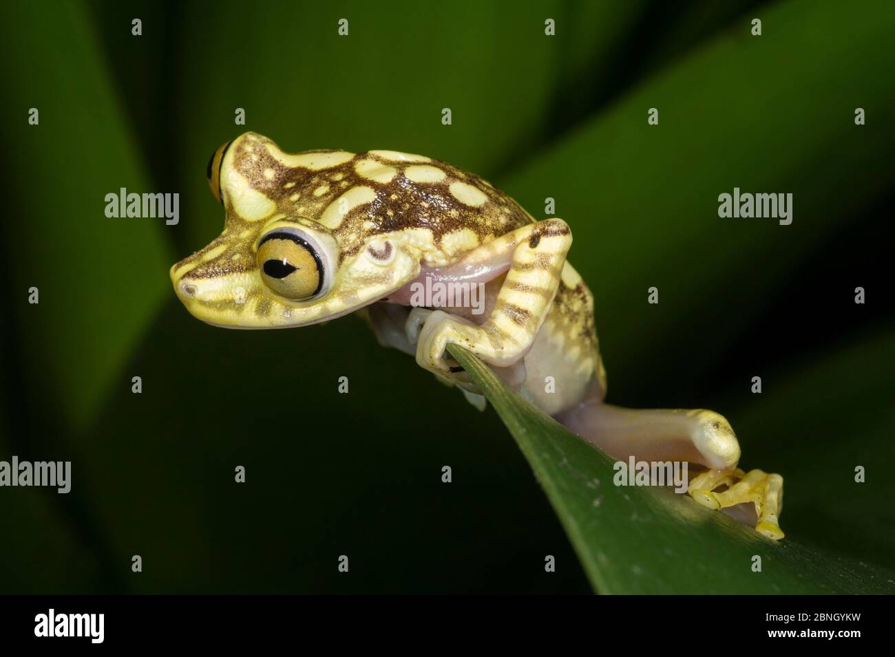 Rainforests of colombia hi-res stock photography and images - Alamy