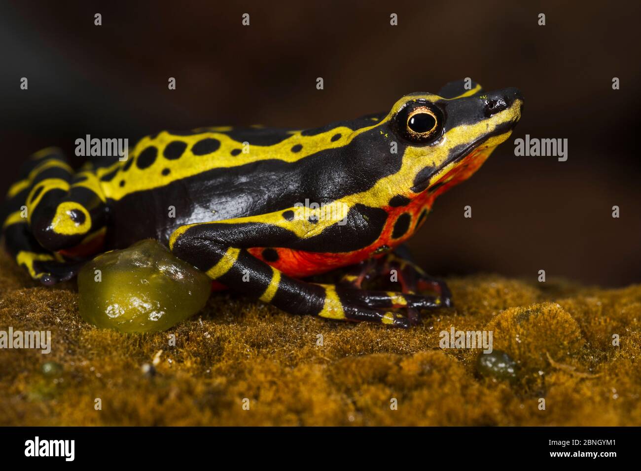 Atelopus Frog