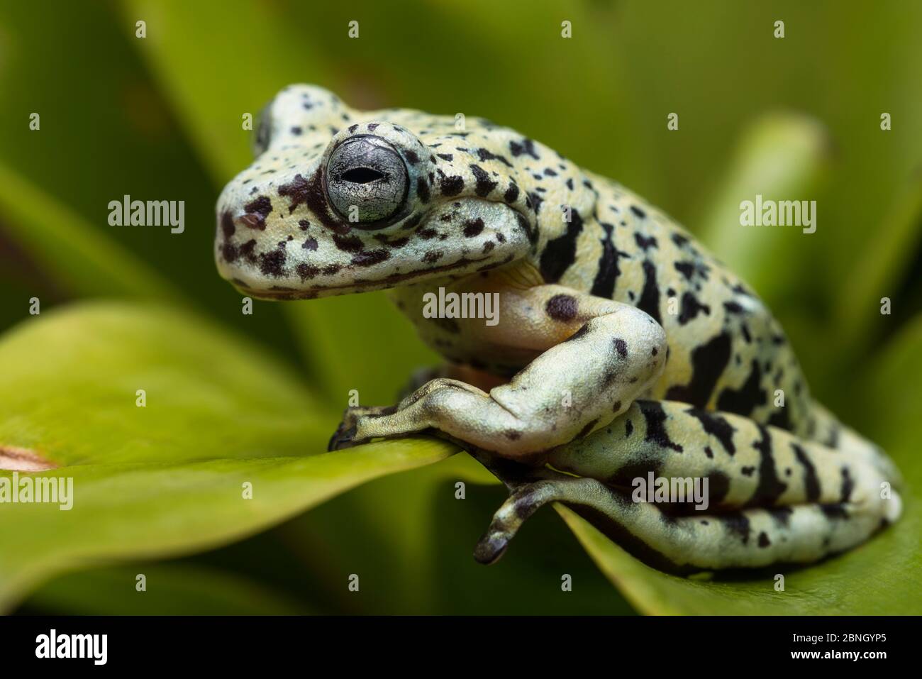 Tiger tree frog (Hyloscirtus tigrinus) captive, endemic to Ecuador ...
