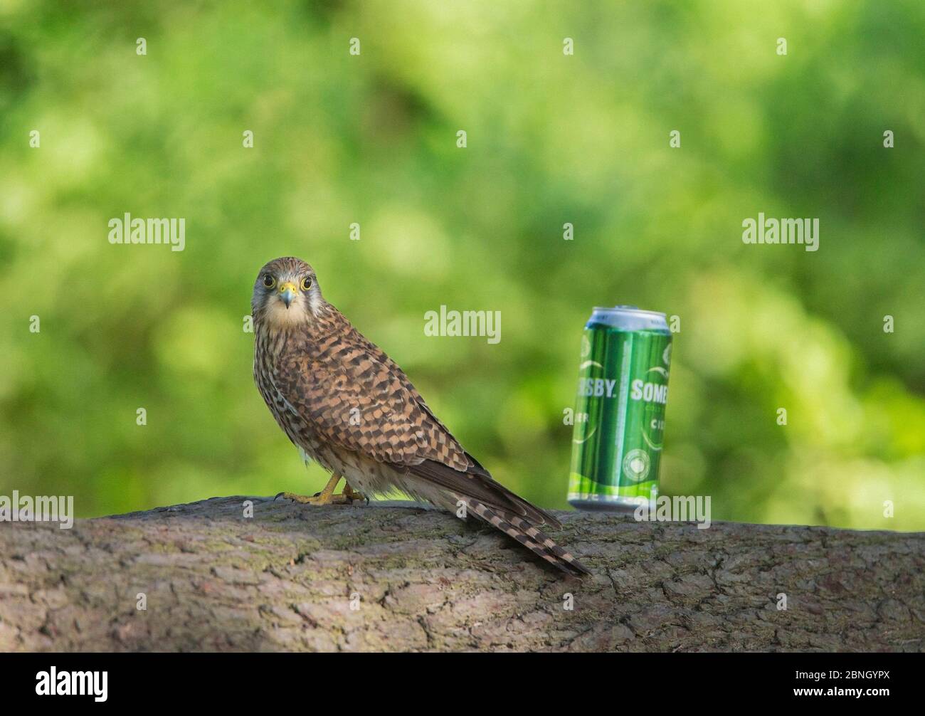 Wildlife birds common kestrels can hi-res stock photography and images ...