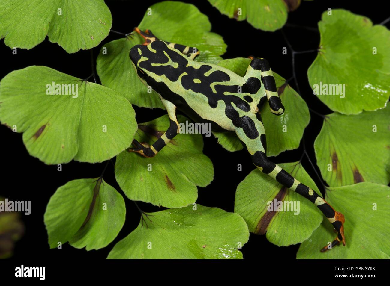 Atelopus frog hi-res stock photography and images - Alamy