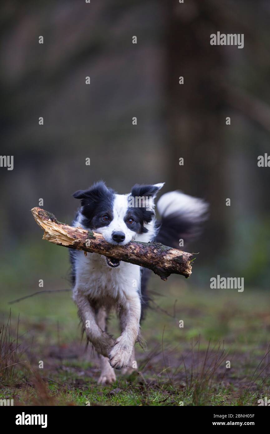 Border collie with stick hi-res stock photography and images - Alamy