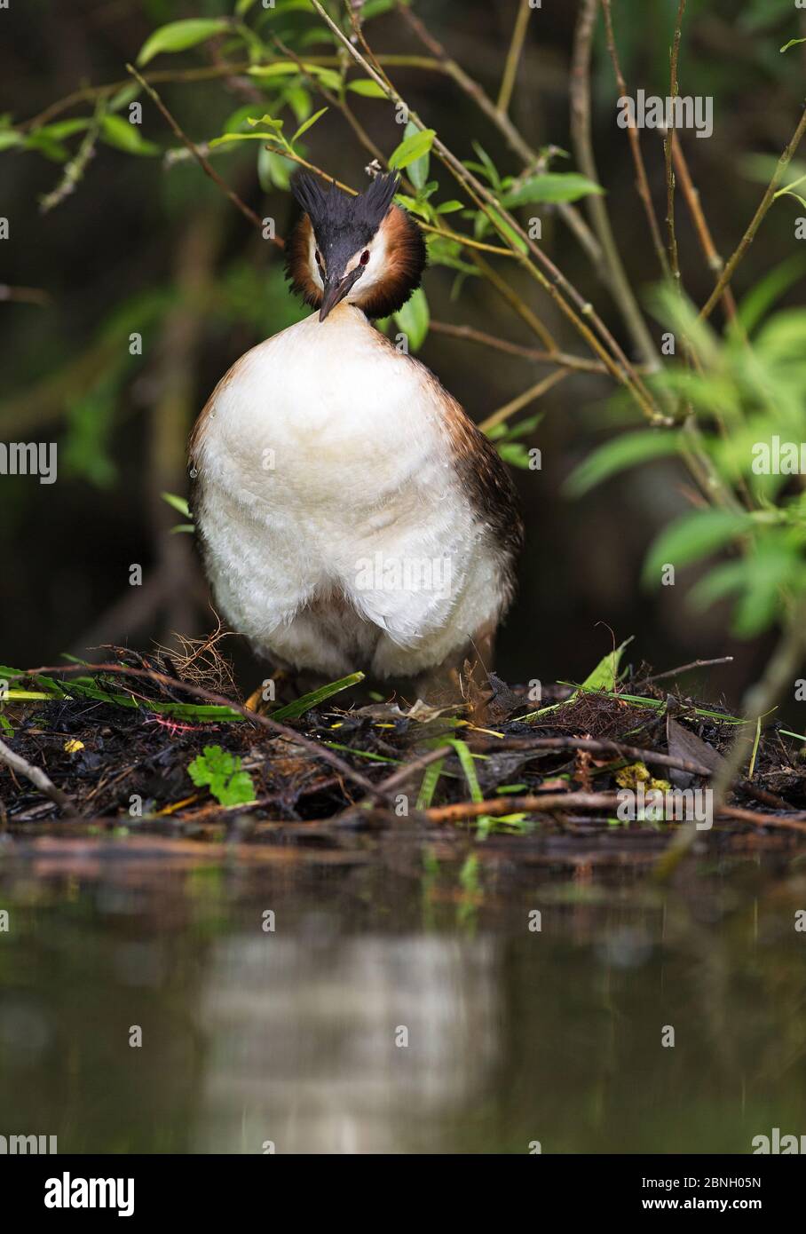 Great crested grebe (Podiceps cristatus) on nest, with brood patch ...