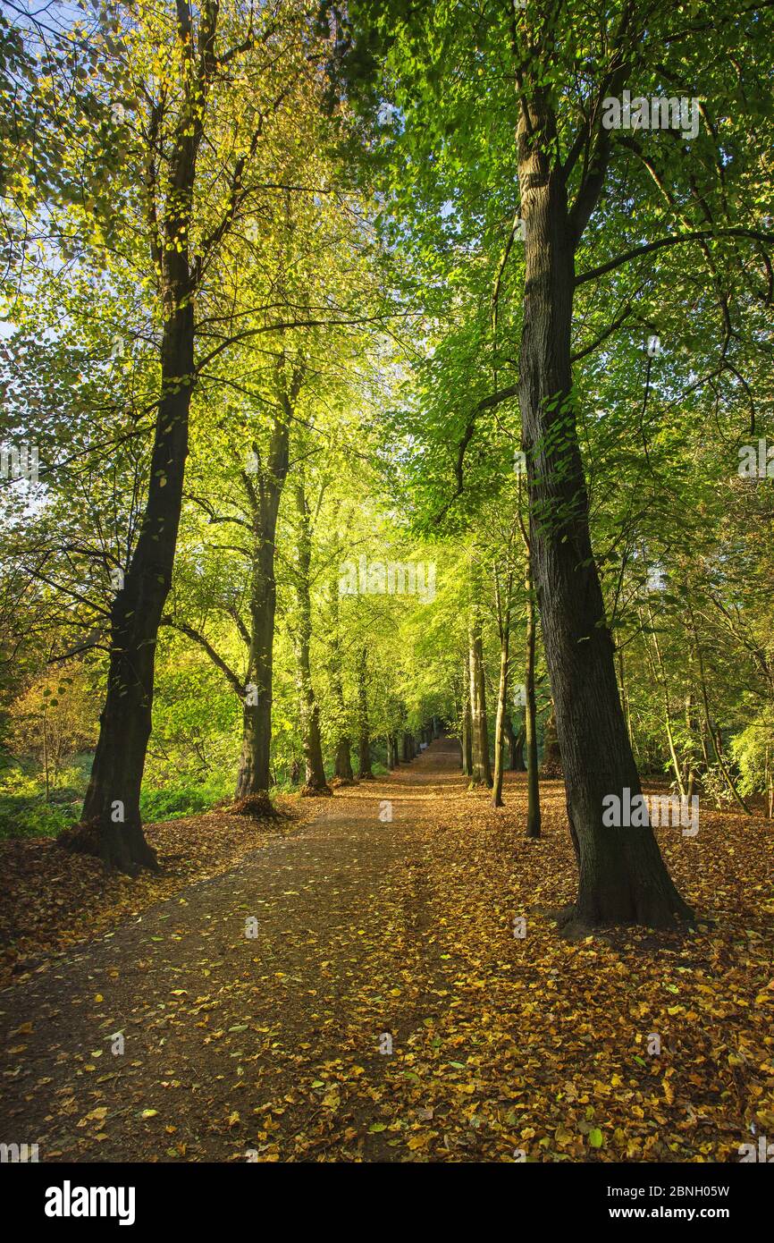 'Lime Avenue' a famous row of Lime trees (Tilia Sp) Hampstead Heath ...