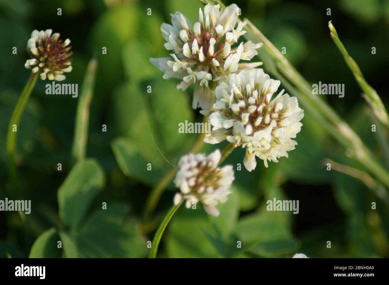 Gras fressen hi-res stock photography and images - Alamy