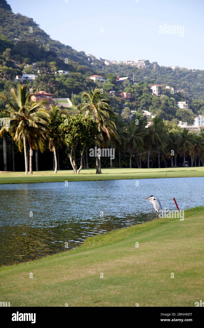 Heron at Gávea Golf and Country Club in Rio de Janeiro, Brazil Stock ...