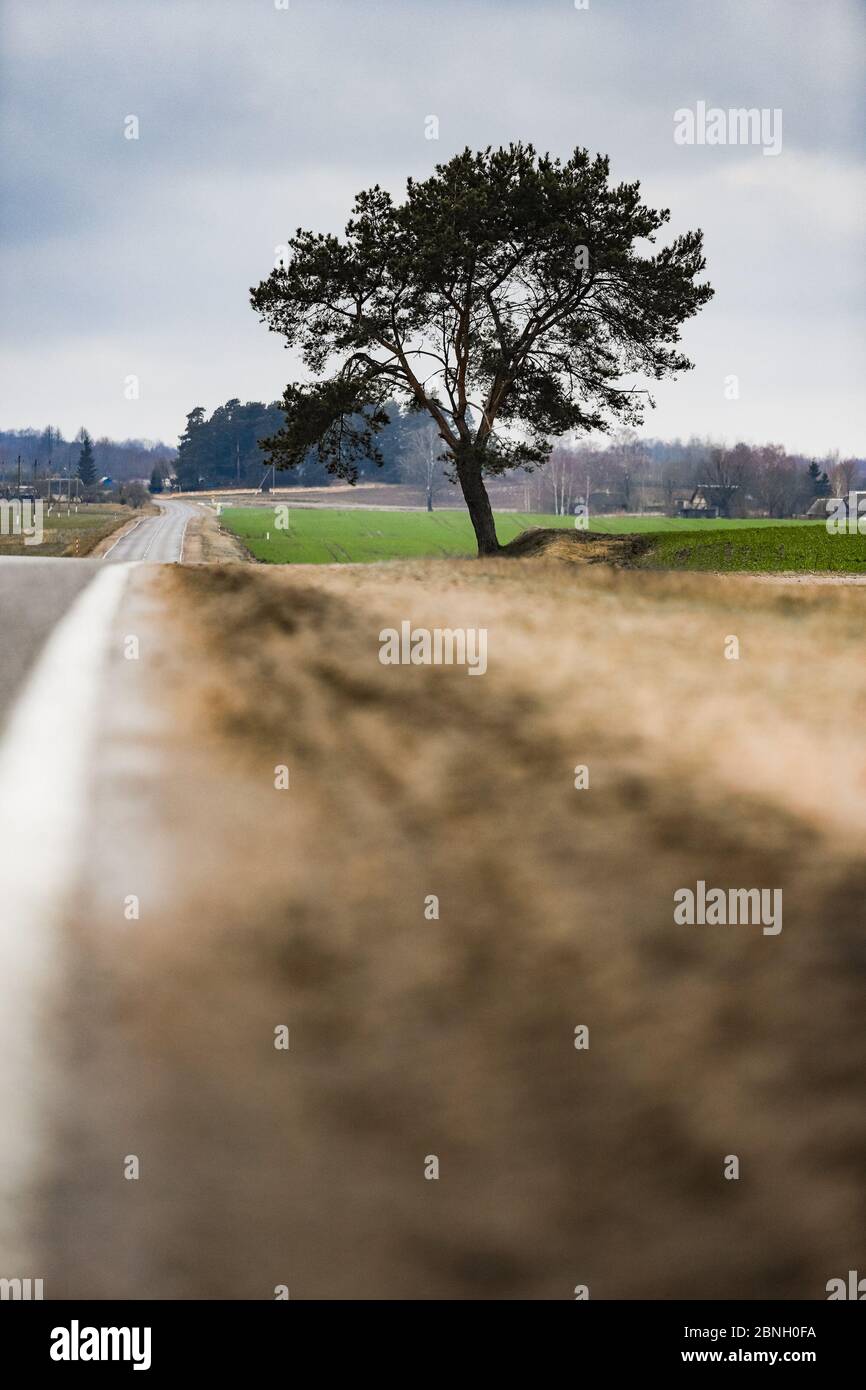 highway landscape with tree and road Stock Photo - Alamy