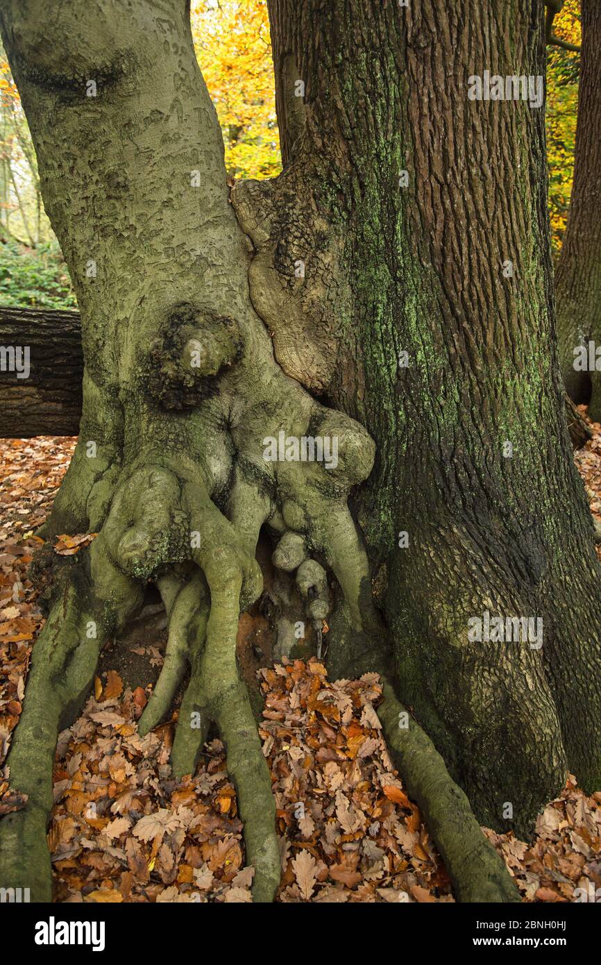 Beech tree (Fagus sylvatica) and Oak tree (Quercus robur) growing so ...